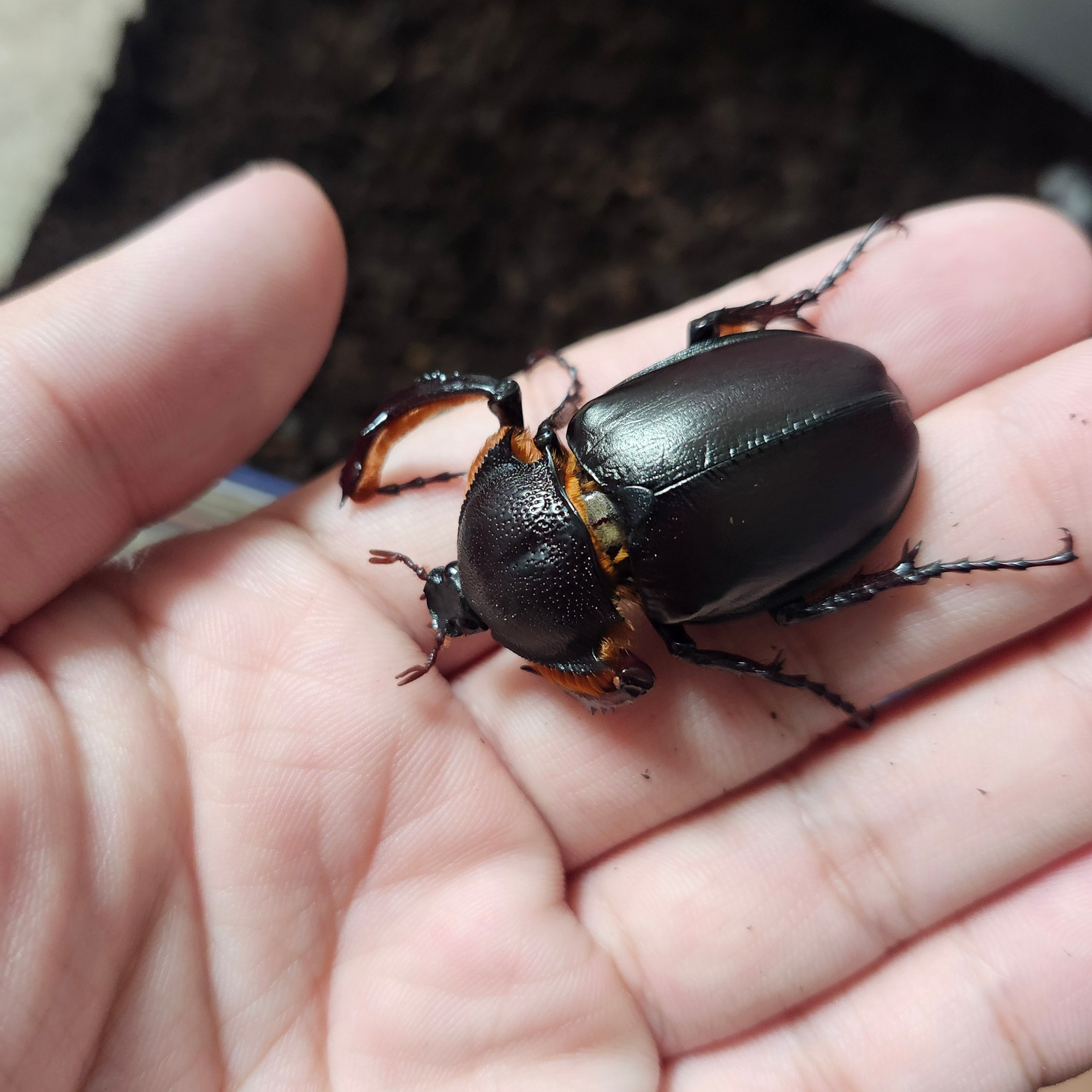 Propomacrus bimucronatus – Georgia Beetles